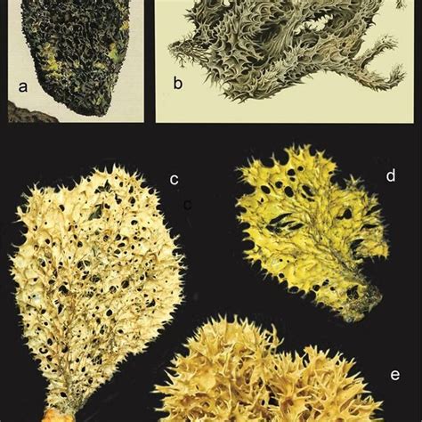 Pdf On The Identity Of Dendrilla Membranosa Porifera