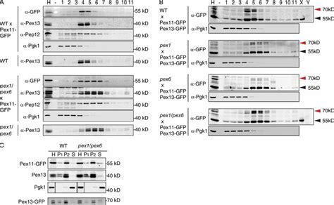 Cofractionation Of Pex11 Gfp With Pex13 And Pex13 Gfp In Wt Pex1