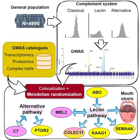 Genetic Determinants Of Complement Activation In The General Population
