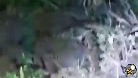 درگیر شدن خدنگ با مار پینتون فیلو