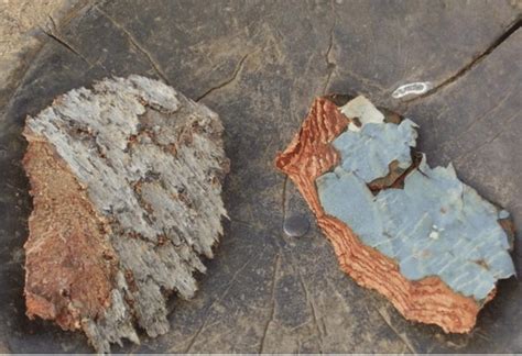 Debarked Trees Used In Dye Production Download Scientific Diagram