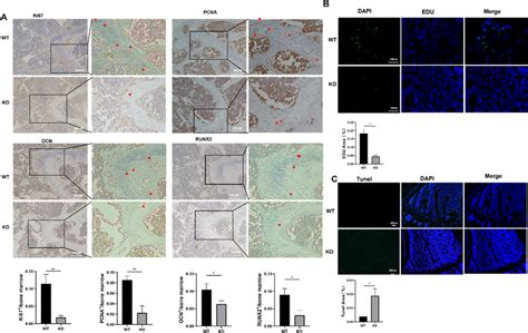 Histological Proliferation Differentiation And Apoptosis Of Cells In
