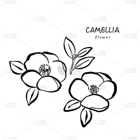 山茶花矢量手绘插图素材 花瓣网