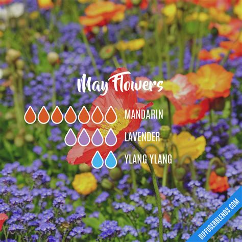 May Flowers Essential Oil Diffuser Blends Recipes Oil Diffuser