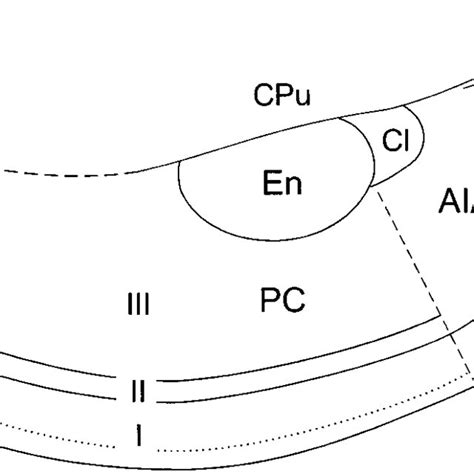 Sketch Of A Piriform Cortex Pc Slice Roman Numerals Indicate The