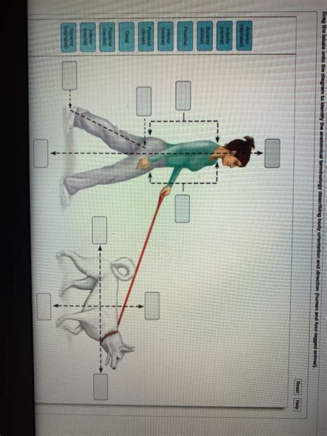 Solved Drag The Labels Onto The Diagram To Identify The Chegg