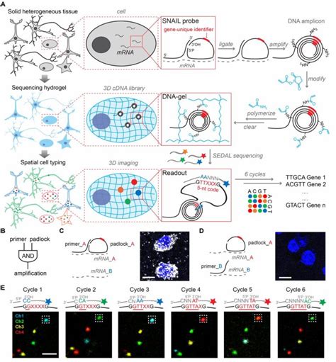 Starmap Three Dimensional Intact Tissue Sequencing Of Single Cell Transcriptional States Rna