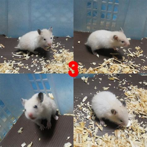 ขายหนูเเฮมเตอร์ ขายหนูแฮมเตอร์ พันธุ์ไจแอนท์ ตัวละ50 บาท