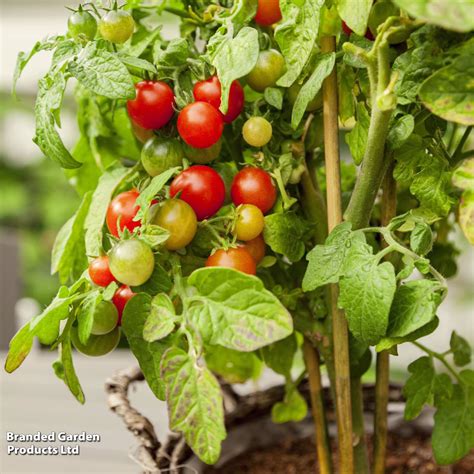 Tomato Veranda Red F1 Hybrid Seeds Thompson And Morgan