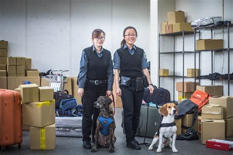 從實習到退休，台灣檢疫犬的「狗生」，是什麼樣子？｜端傳媒 Initium Media