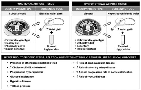 Hypertriglyceridemic Waist A Useful Screening Phenotype In Preventive