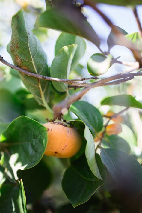 Persimmon And Pomegranate Salad