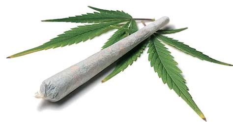 STF Forma Maioria Para Descriminalizar Maconha Saiba Os Efeitos Do Uso