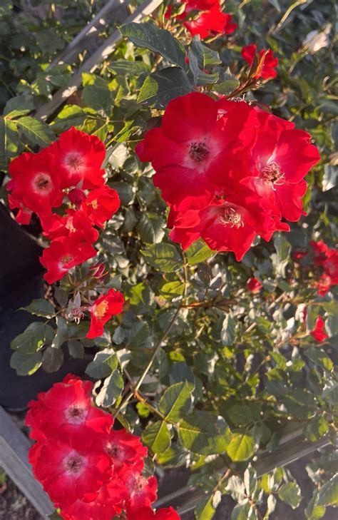 Our Molly The Garden Rose Company