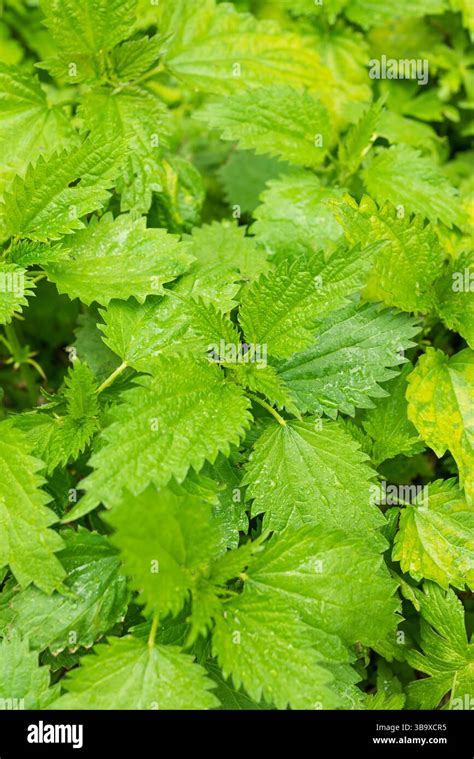 Nettle Is Dioecious Stinging Nettle In The Garden Nettle Is Wild