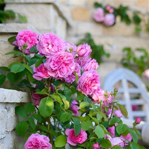 Buy Climbers And Creepers Plants Online At Cheap Price