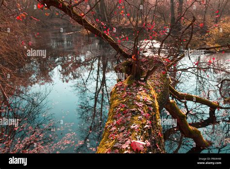 Tree Trunk In The Water Stock Photo Alamy