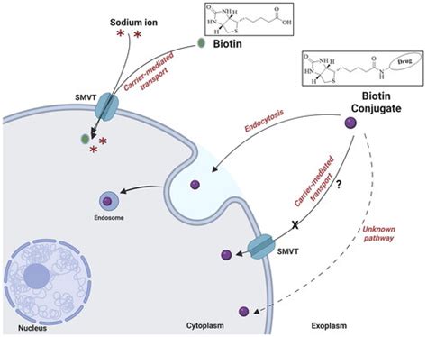 Full Article Biotin Conjugates In Targeted Drug Delivery Is It