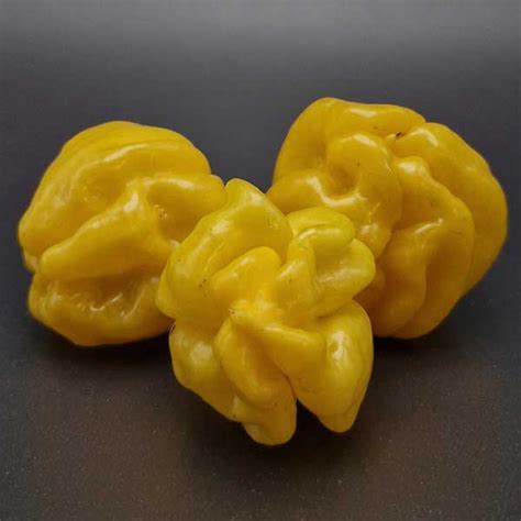 Trinidad Moruga Scorpion Yellow Stickans Chili Peppers