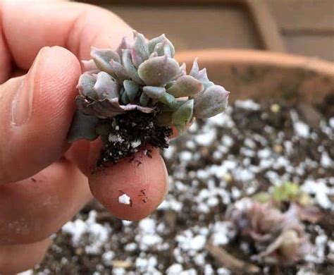Эхеверия Элегантная (Echeveria elegans) - модный суккулент :: myPlants