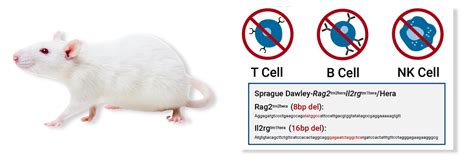 Srg Oncorat A Scid Model Ideal For Human Xenografts