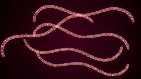 3d Illustration Of Microscopic Filamentous Structure Premium Ai Generated Image