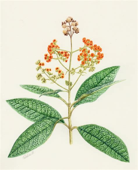 Buddleja Incana Valentina Nieto Fernández