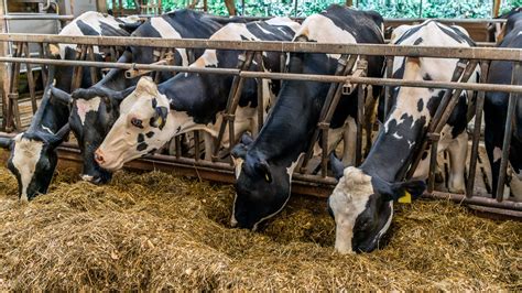 Estratégias de manejo de vacas leiteiras no verão Blog
