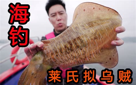 包快艇出海钓莱氏拟乌贼，拉上来直接刺身，全程惊喜连连 哔哩哔哩