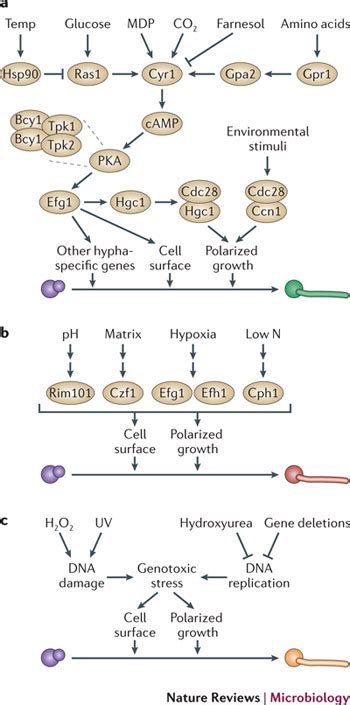 Different Stimuli Promote The Formation Of Subtly Different Candida
