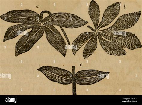 Botany For Beginners Presents An Introductory Guide To Plant Science Based On Mrs Lincolns