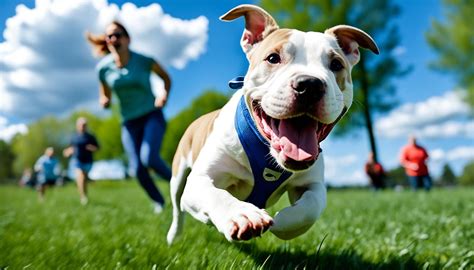 Keeping Your Pitbull Fit Exercise Made Easy