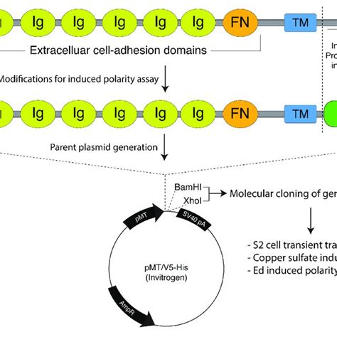 Molecular Framework For The Echinoid Based Polarity Reconstitution Download Scientific