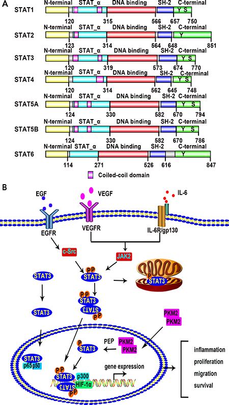 The Roles Of Signal Transducer And Activator Of Transcription Factor 3