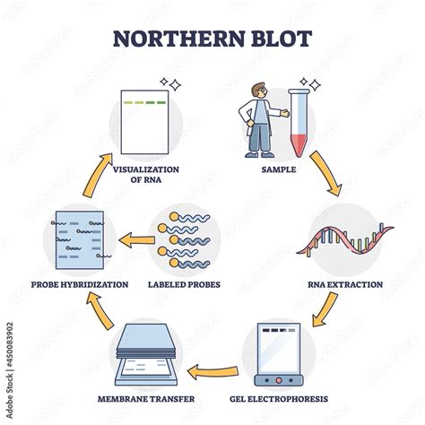 Plakát Northern Blob Extraction Method To Detect Rna In Sample Outline