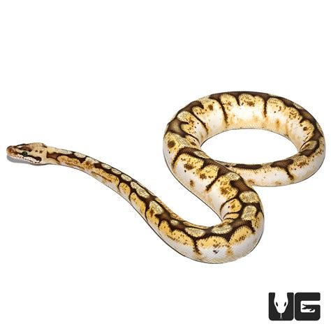 Killer Queen Bee Ball Python Lifted Scales Rballpython