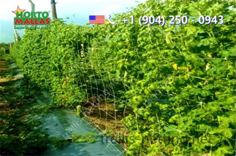 Trellis Netting Picture Gallery See Pictures Of How To Use Tutoring And Training Net