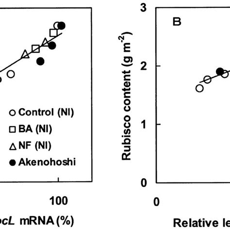 Relationships Between The Relative Levels Of Rbcl Mrna A And Rbcs