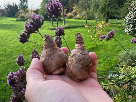 Autumn Planting Guide Why Fall Is The Perfect Time To Plant Your