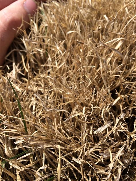 Grass Identification Lawn Care Forum