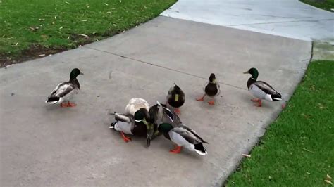 What Eats What Eats Ducks At Dominic Nanya Blog