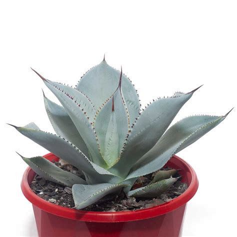Agave Dragon Toes Fine Tooth Form Succulents World