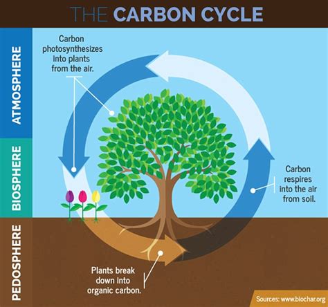 Do Trees Produce Co At Anthony Thomas Blog