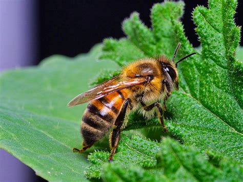 Bee Standing On Green Leaf Peter Pohls Photography