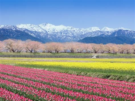 あさひ舟川 春の四重奏の桜開花・満開 天気情報 2025 日本気象協会 Tenkijp