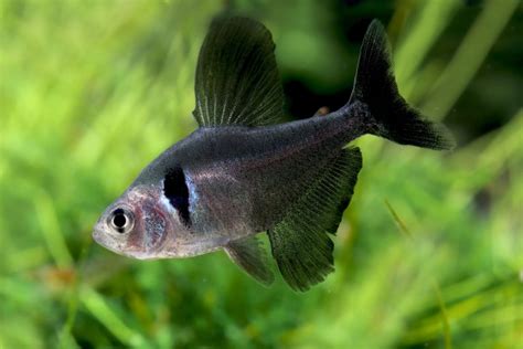 The Different Types Of Tetras You Need To Know