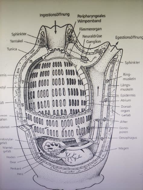 This Is The Anatomy Of A Sea Squirt And Presumably Also Of The Land
