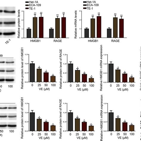 Ve Treatment Reverses High Hmgb1 Rage Expression In Escc Cells A And