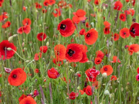 Poppy Program American Legion Auxiliary