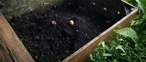 How To Use Chicken Manure In The Garden Dine A Chook